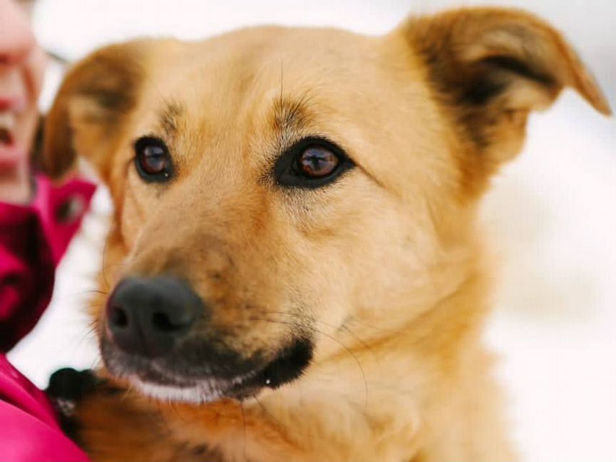 Собака в добрые руки из приюта