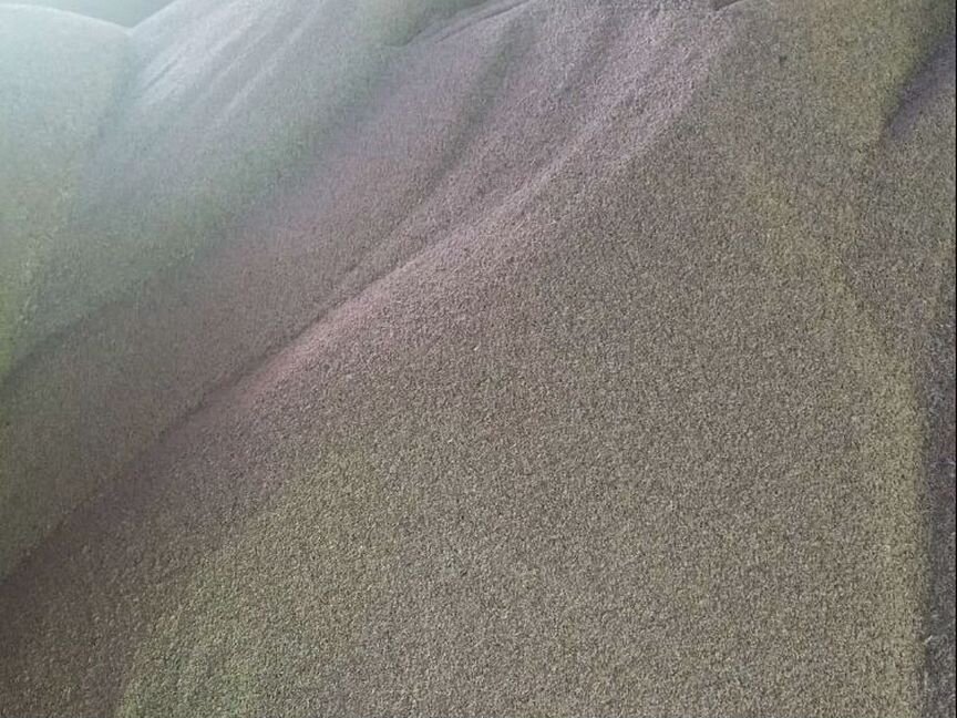 Фуражный овёс, Просо корма