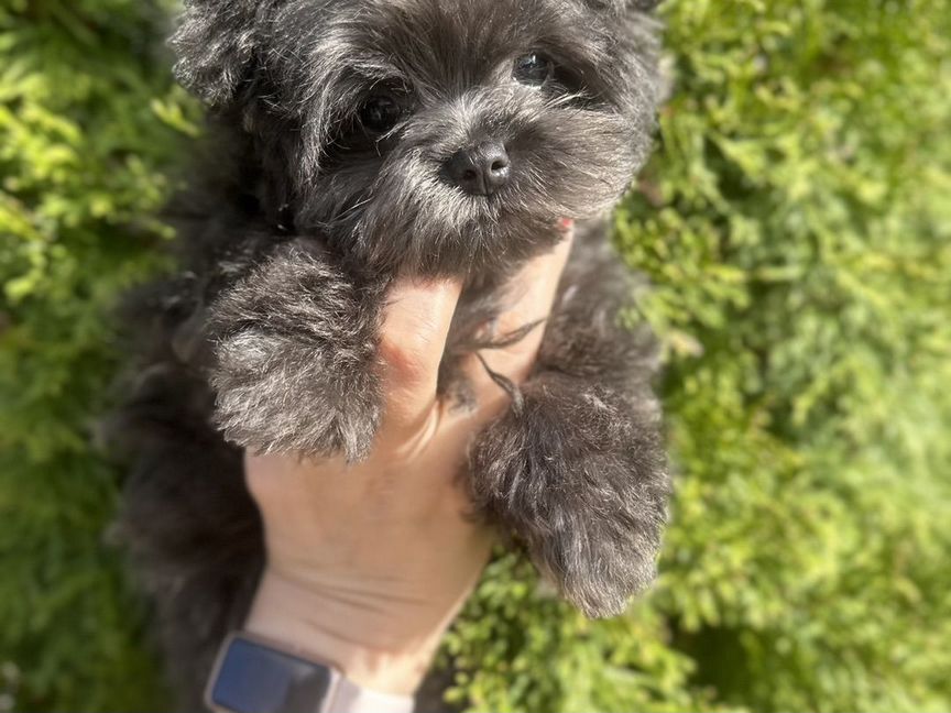 Vip pets мальтипу из Кореи уже в России