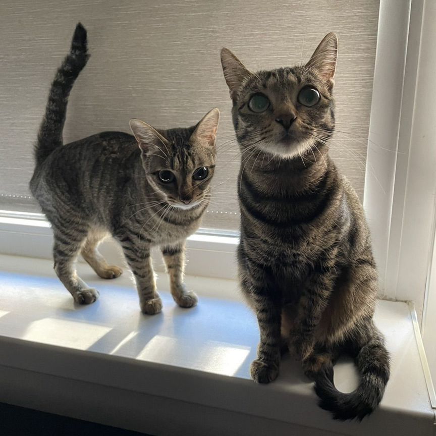 2 кошечки красоточки