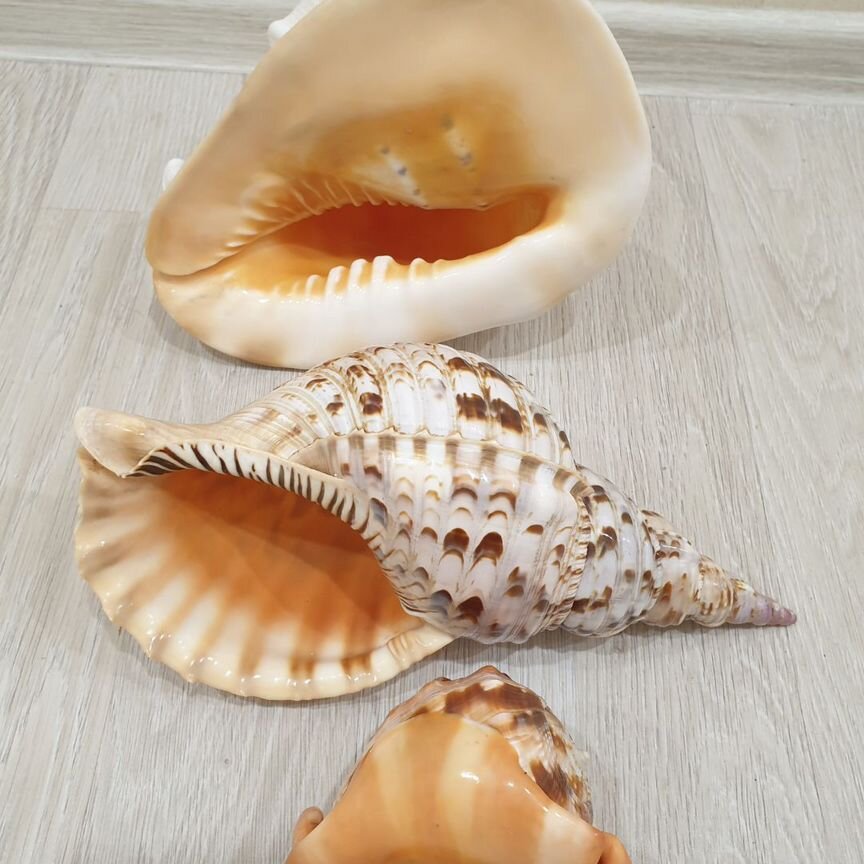 Морские раковины большие
