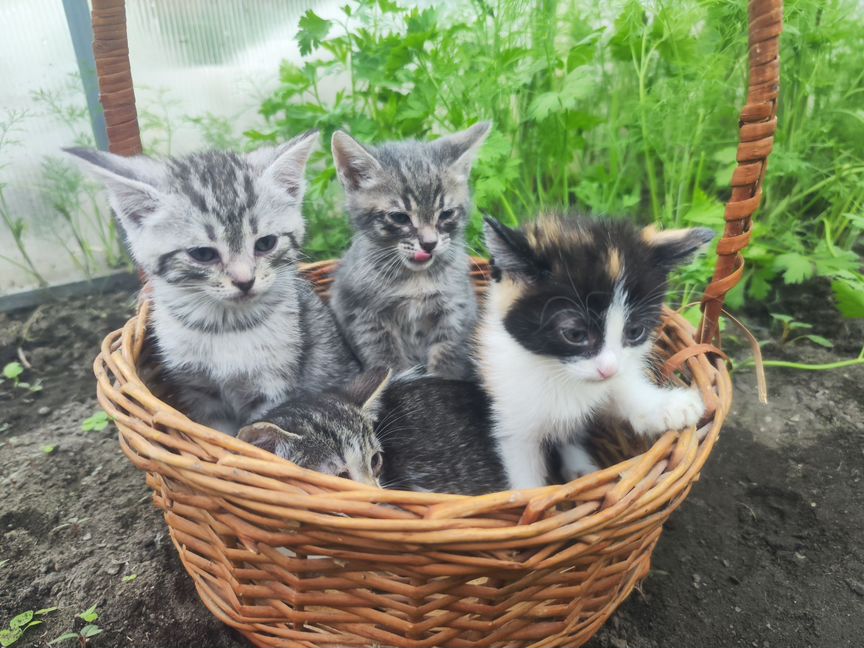 Котята в добрые руки