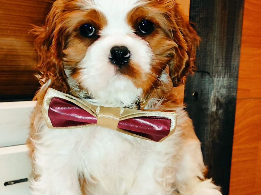 Кавалер кинг чарльз спаниель