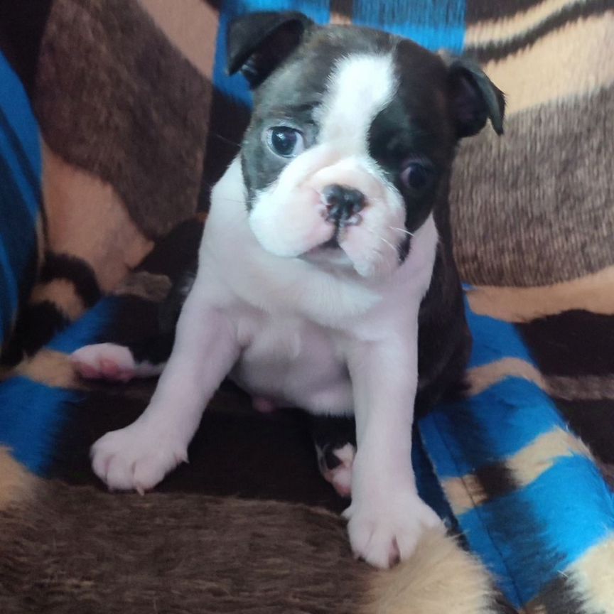 Мальчик Бостон терьер