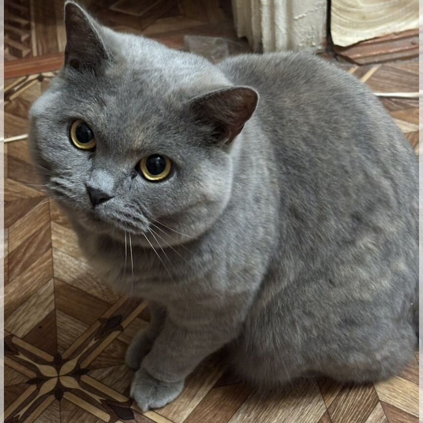 Кошка