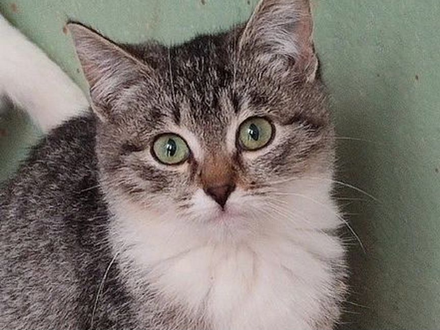 Очень милые Котята