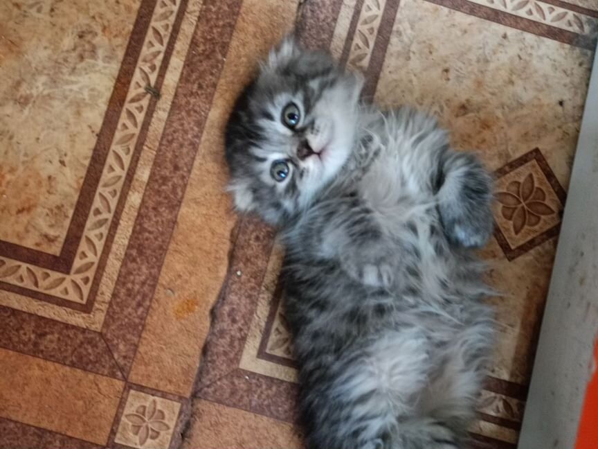 Кошка с домиком
