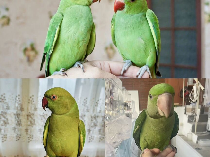 Александрийский и ожереловый попугаи (ручные)