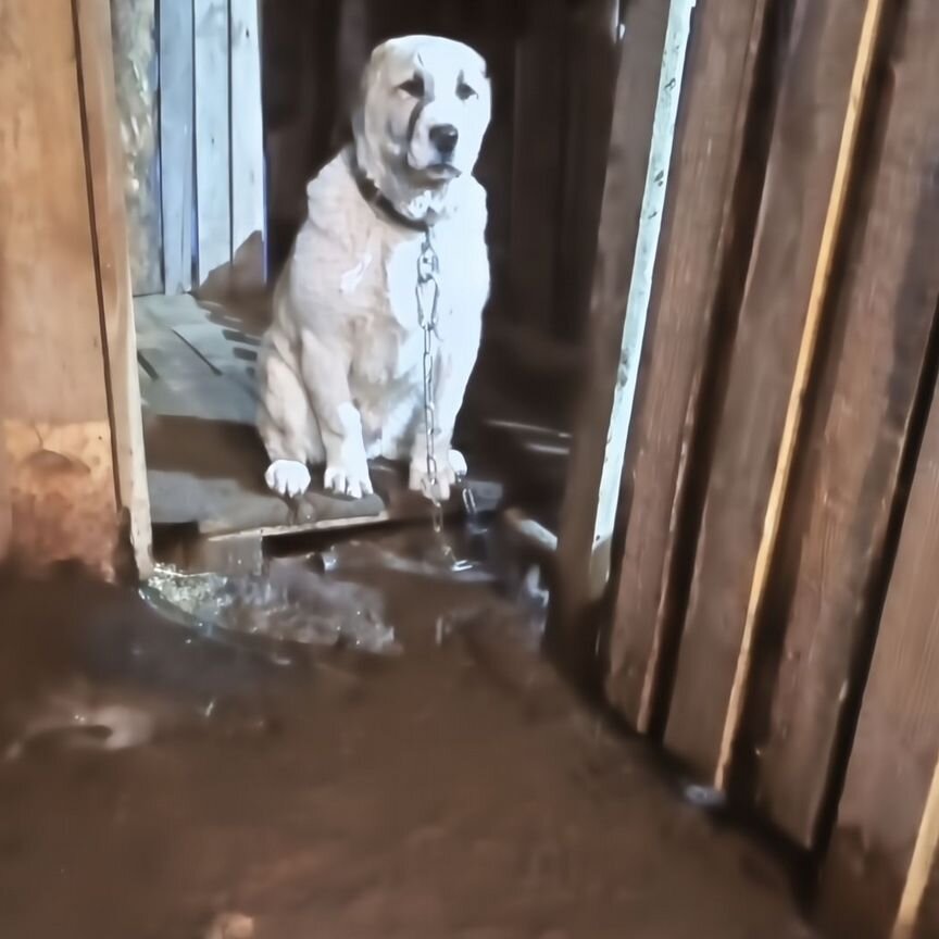 Среднеазиатская овчарка, щенок