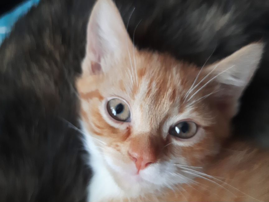 Котёнок, котик 1.5 мес