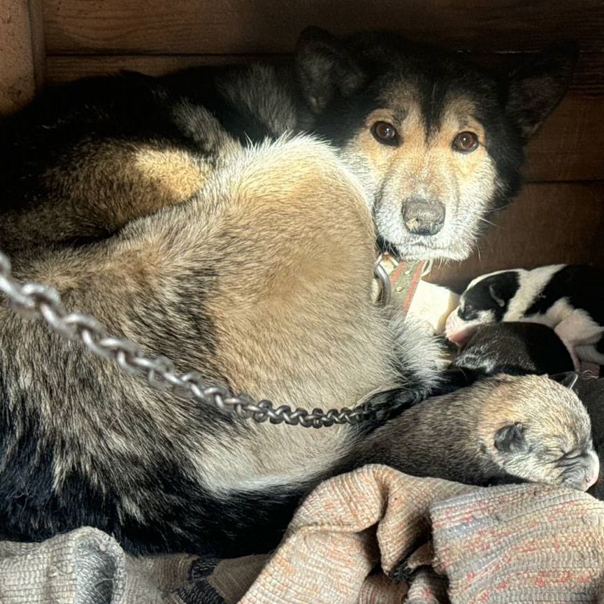 Лайка, щенок