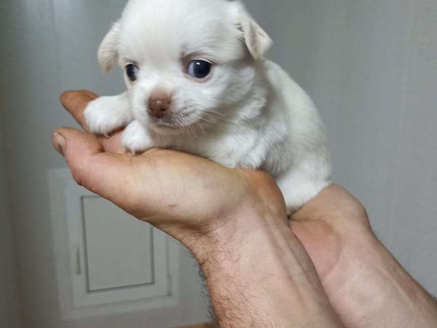 С Р О Ч Н О чихуахуа мини мальчик белого окраса