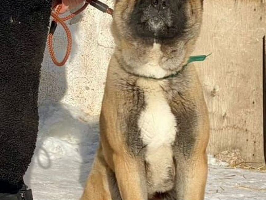 Американская акита 1,5 года с РКФ