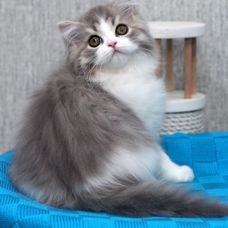 Шотландский прямоухий длинношёрстный котёнок