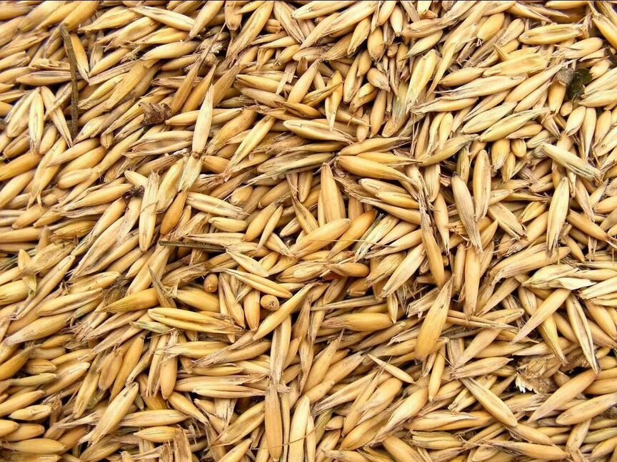 Кормовая кукуруза