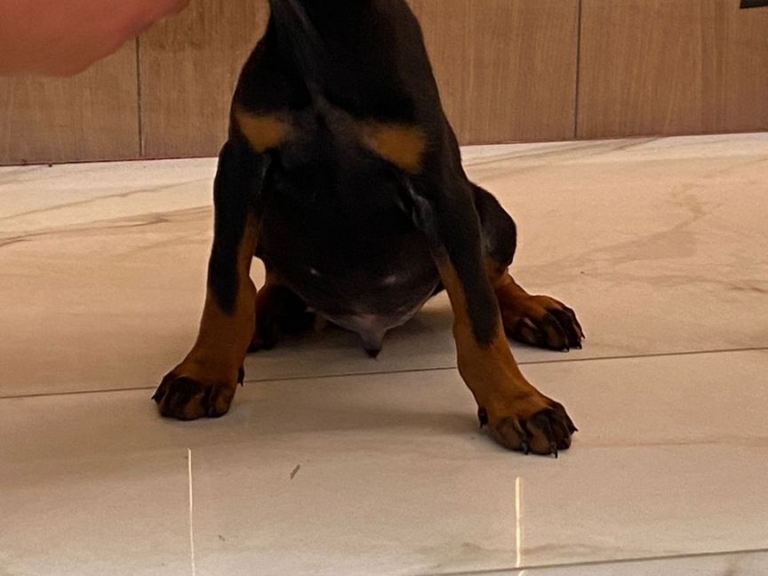 Собаки щенки добермана