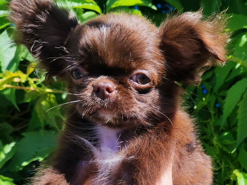 Мальчик мини