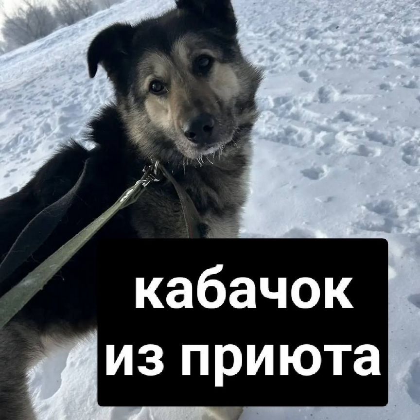 Взрослый пёс в добрые руки