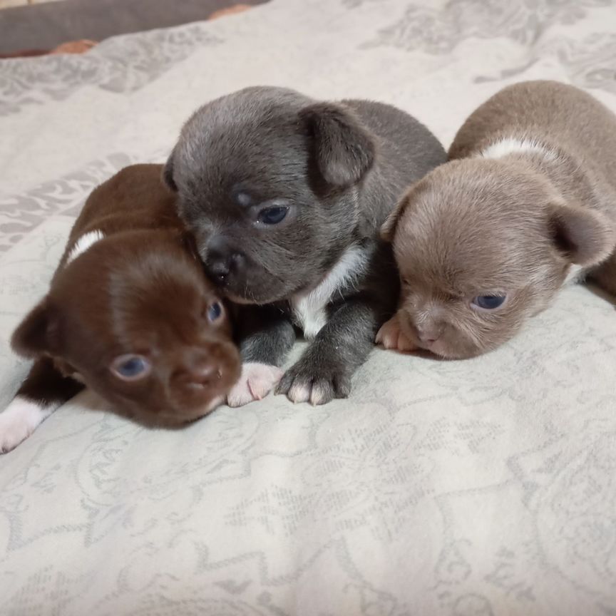 Чихуахуа, щенок