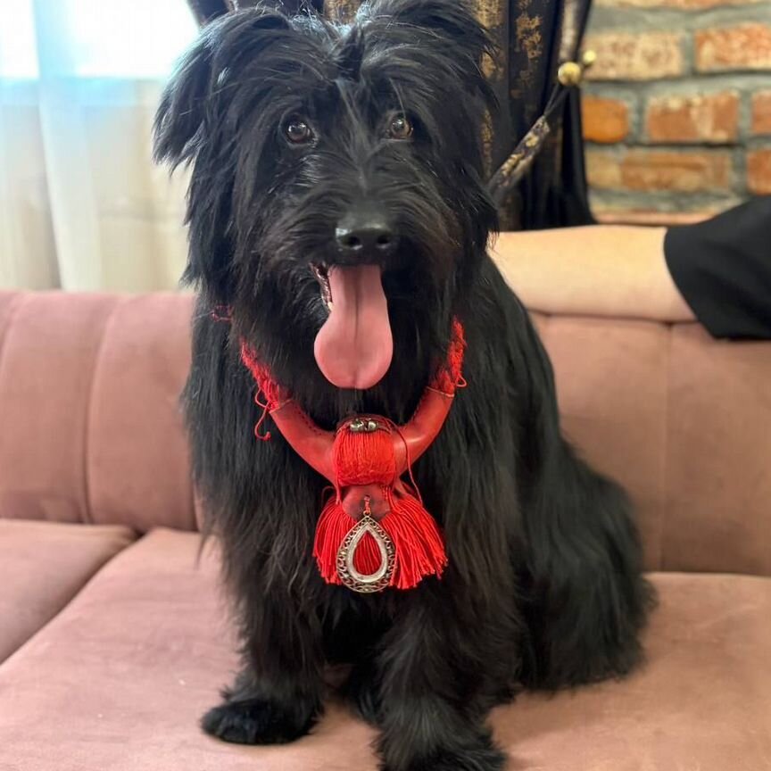 Миттельшнауцер, взрослый пёс