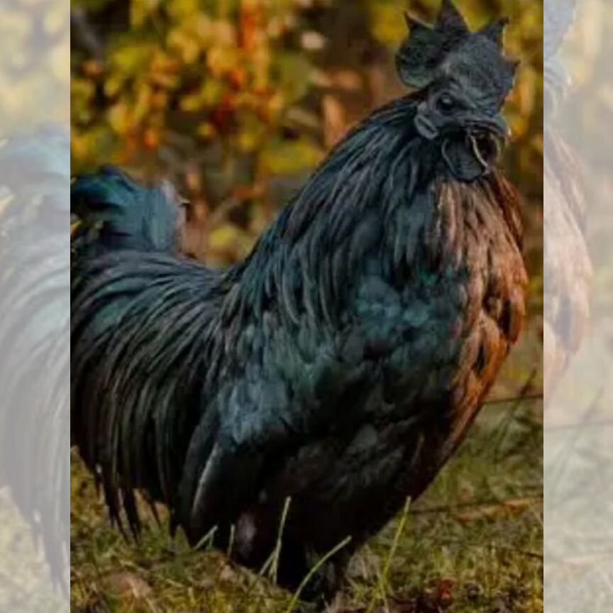 Молодые петухи