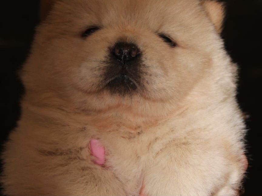 Чау-чау девочка