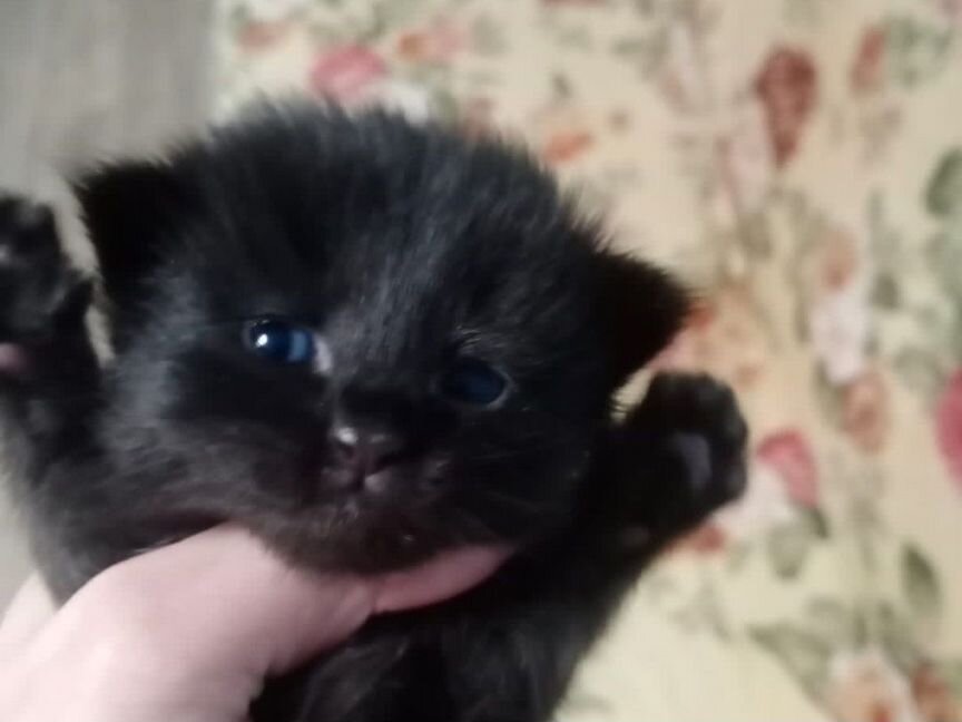 Котенок Мрак