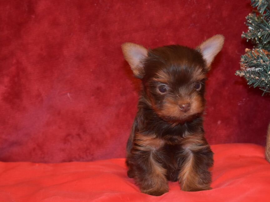 Йорк - горький шоколад