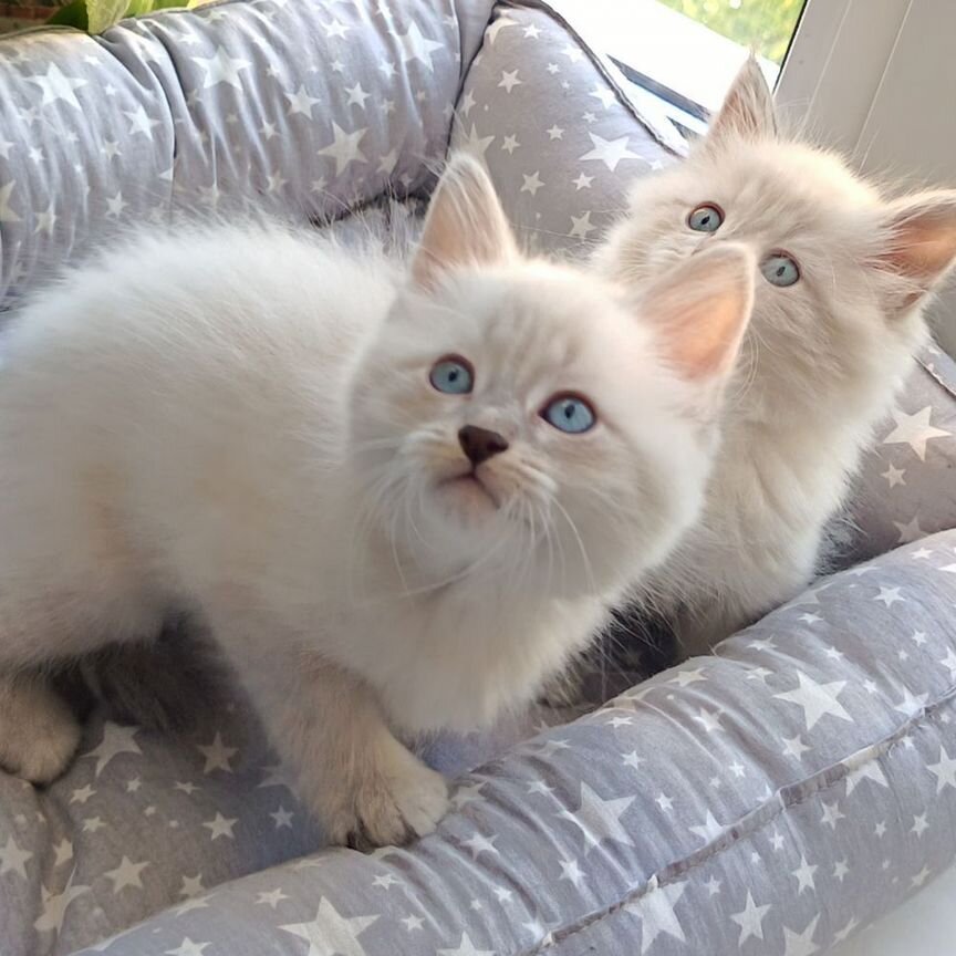 Котята Невская Маскарадная