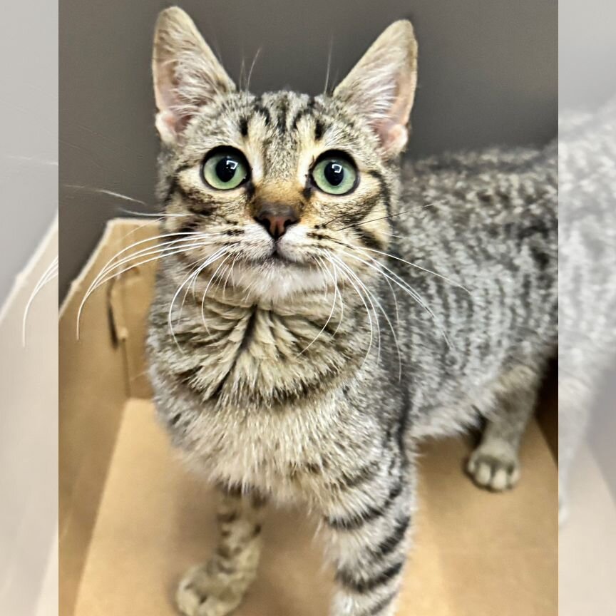 Европейский короткошёрстный котёнок