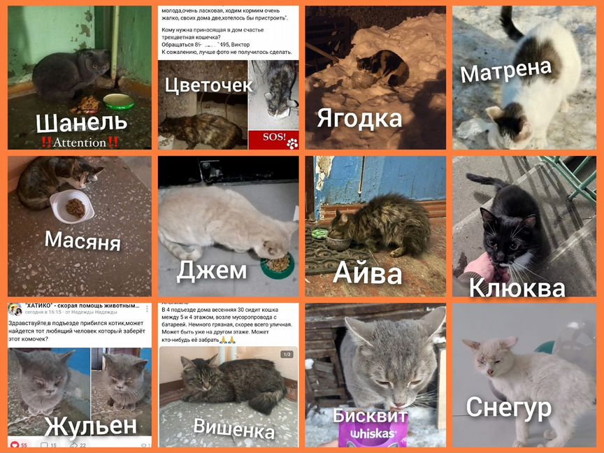 Котики с приюта