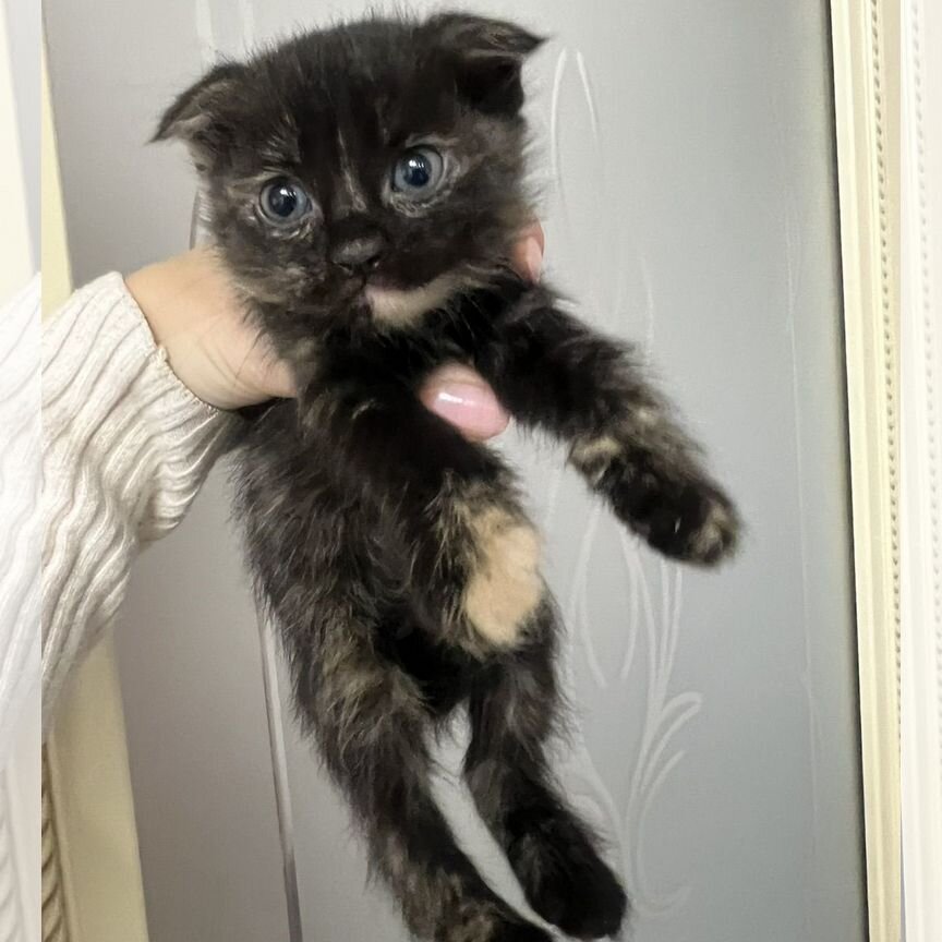 Вислоухие котята