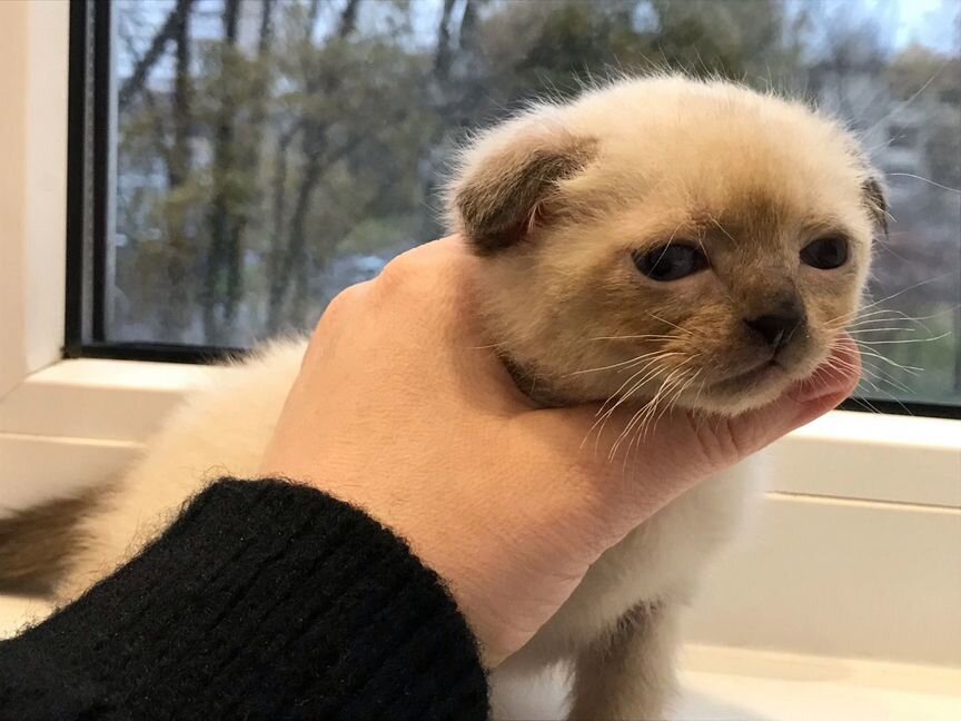 Шотландский вислоухий золотой -колор пойнт.котенок