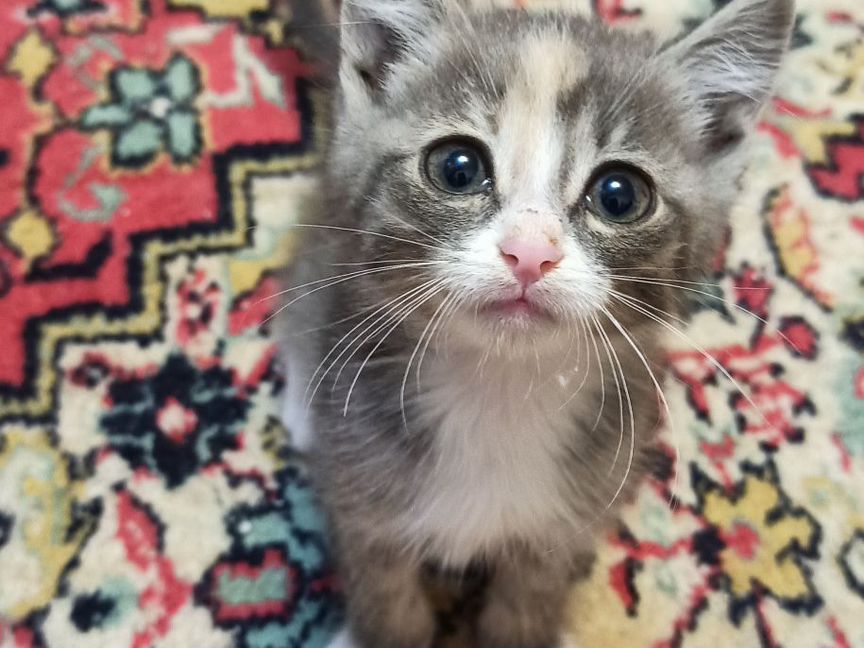 Котенок мальчик 2мес