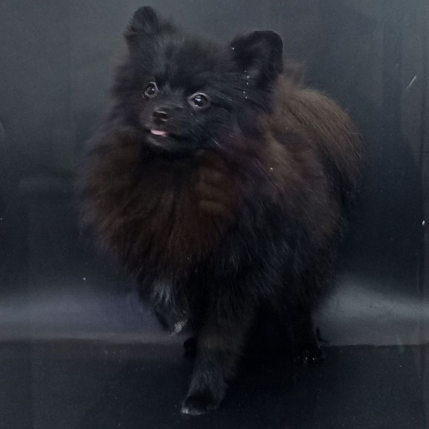 Немецкий шпиц, щенок