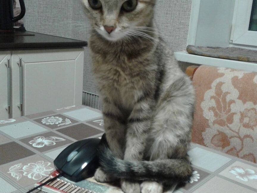 Миниатюрная кошечка Шейла в добрые руки