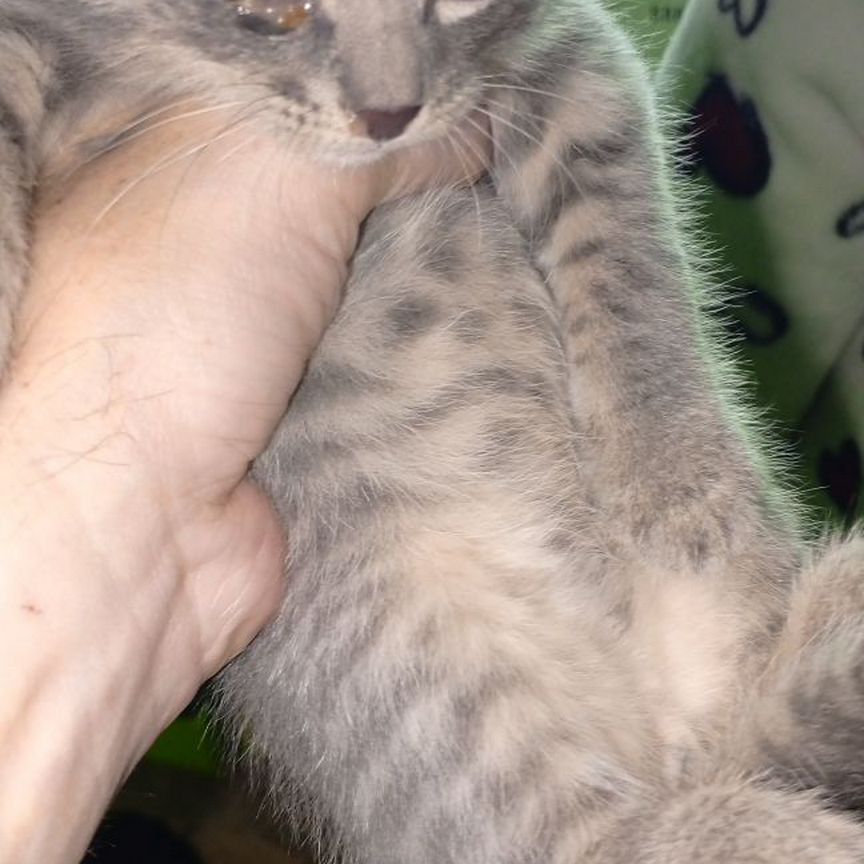 Котята в добрые руки бесплатно
