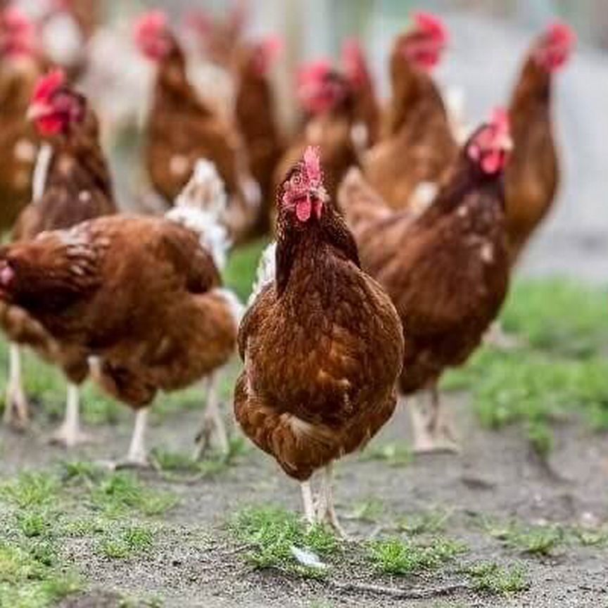 Куры молодки несушки