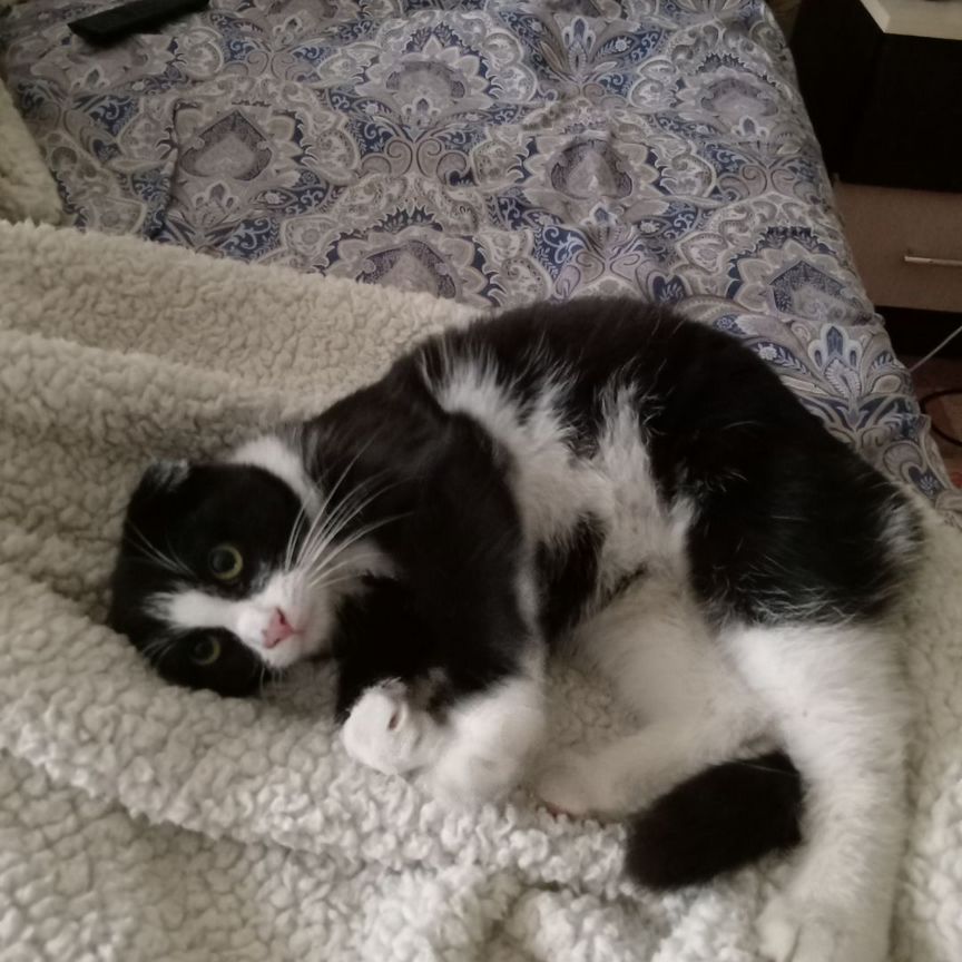 Кот в добрые руки