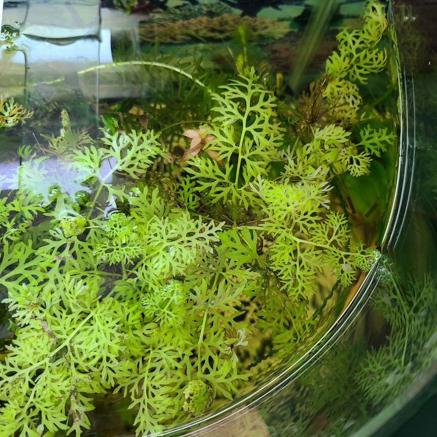 Папоротник для аквариума