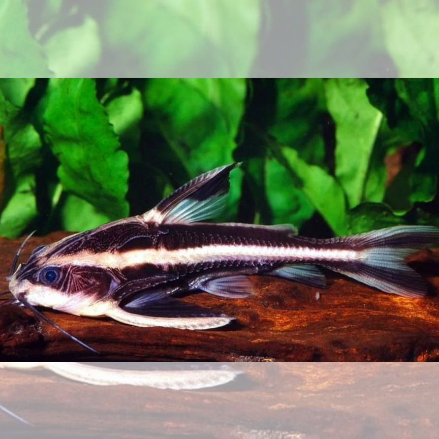 Сомики - добавьте экзотики в Ваш аквариум