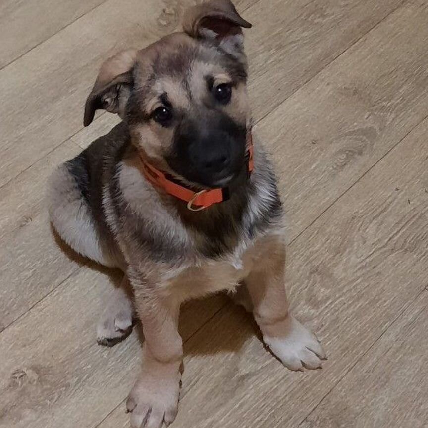 Собачка в добрые руки