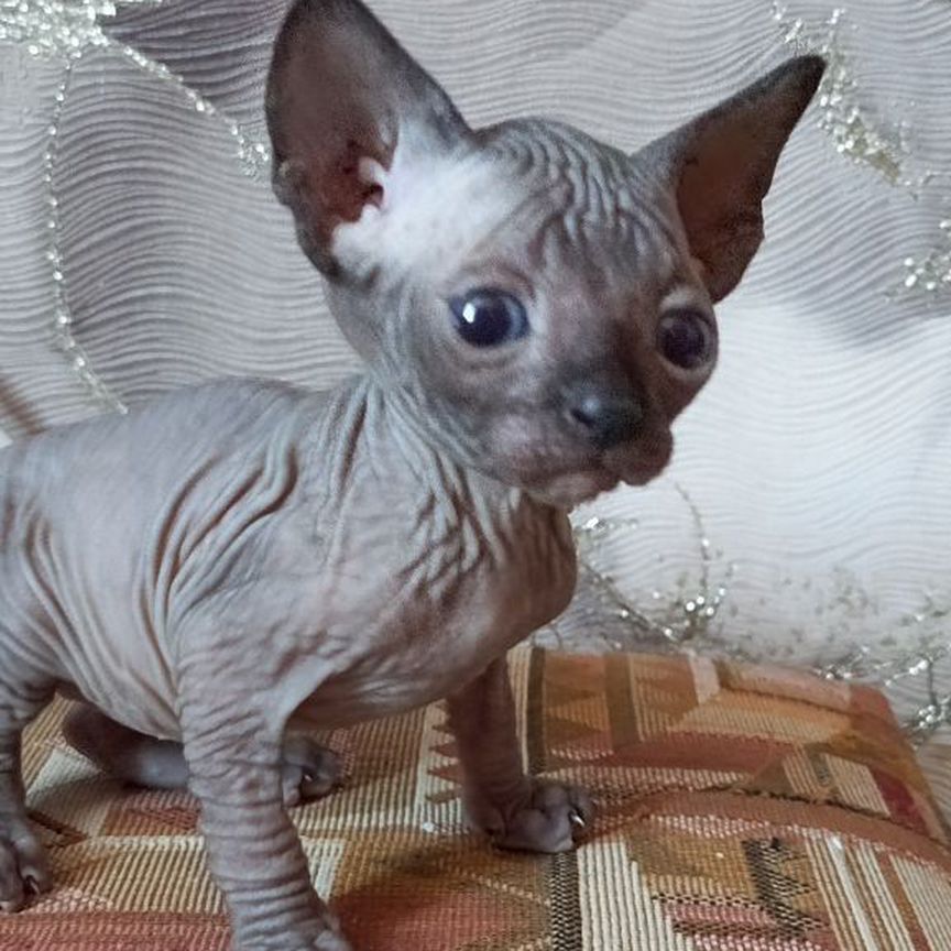 Канадский сфинкс котёнок