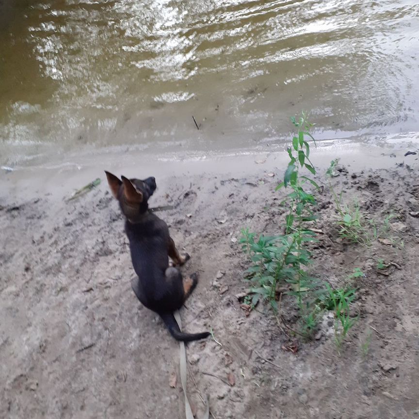 Собака немецкая овчарка зонарная