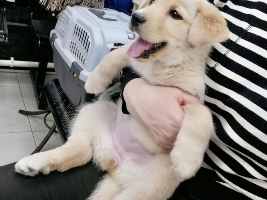 Плюша ищет дом