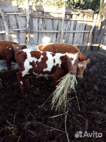 Телята бычки