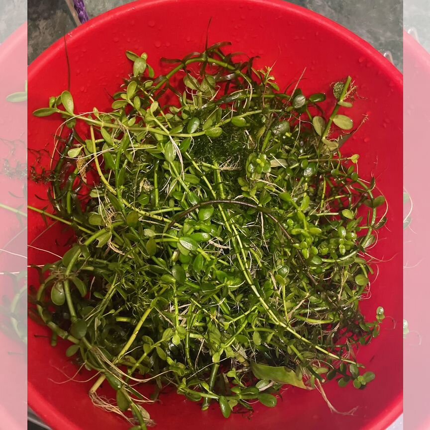 Аквариумные растения прополка