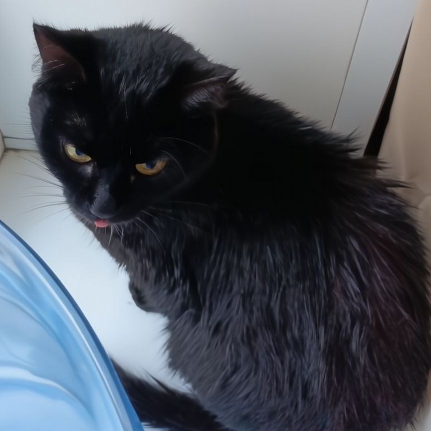 Взрослая, кошка в добрые руки