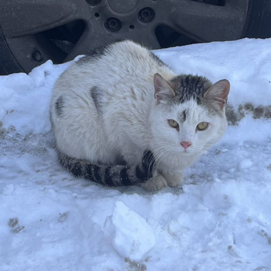 Котики в беде SOS