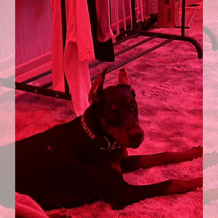 Доберман, щенок